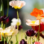 Floriade