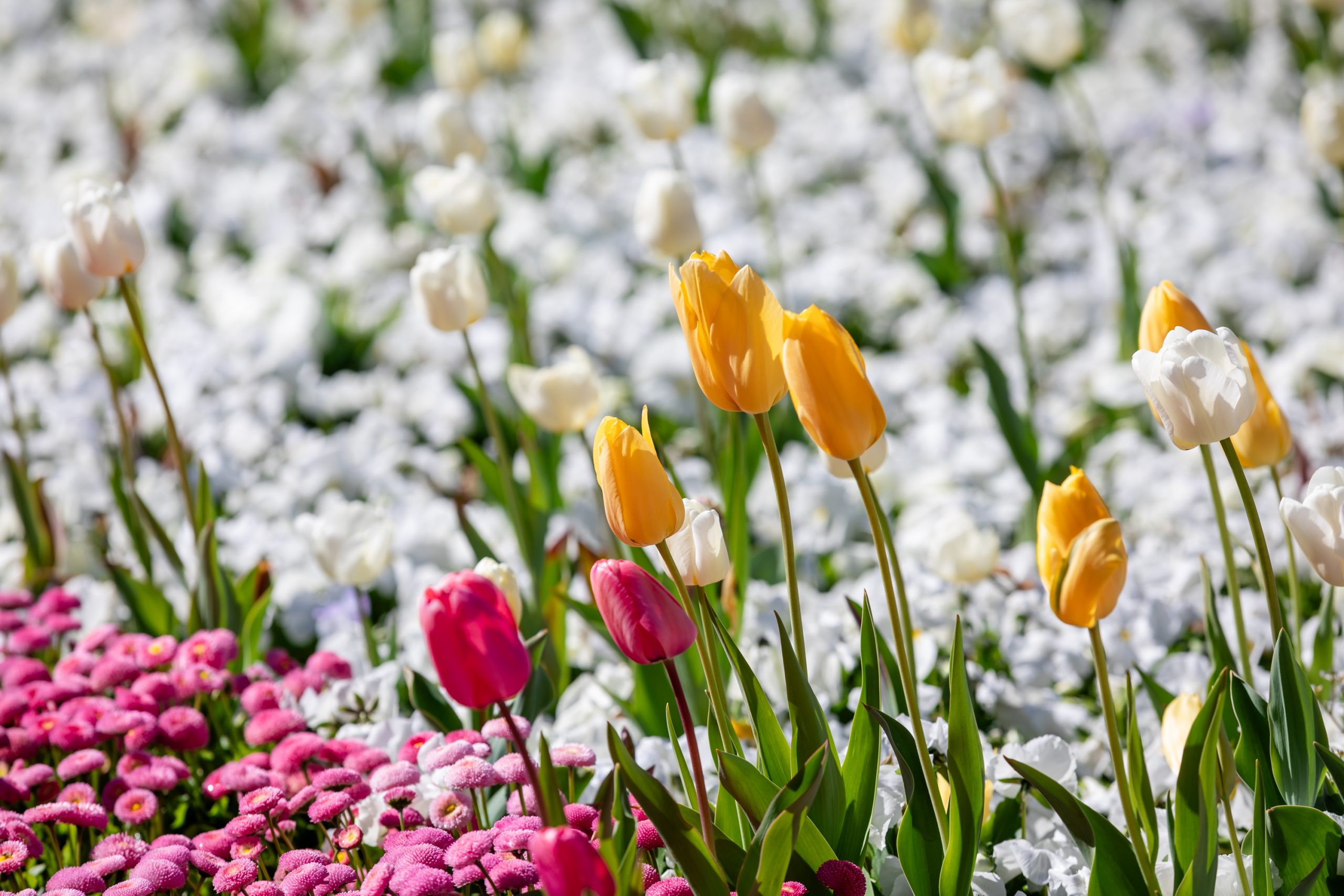 Floriade